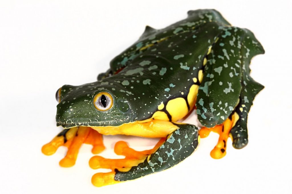 The Top 11 Frogs You Won’t Find in Tarapoto, Peru | New Peruvian